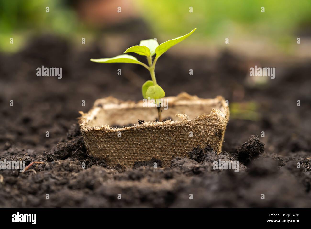 Small green plant seedling is growing in the soil Stock Photo - Alamy