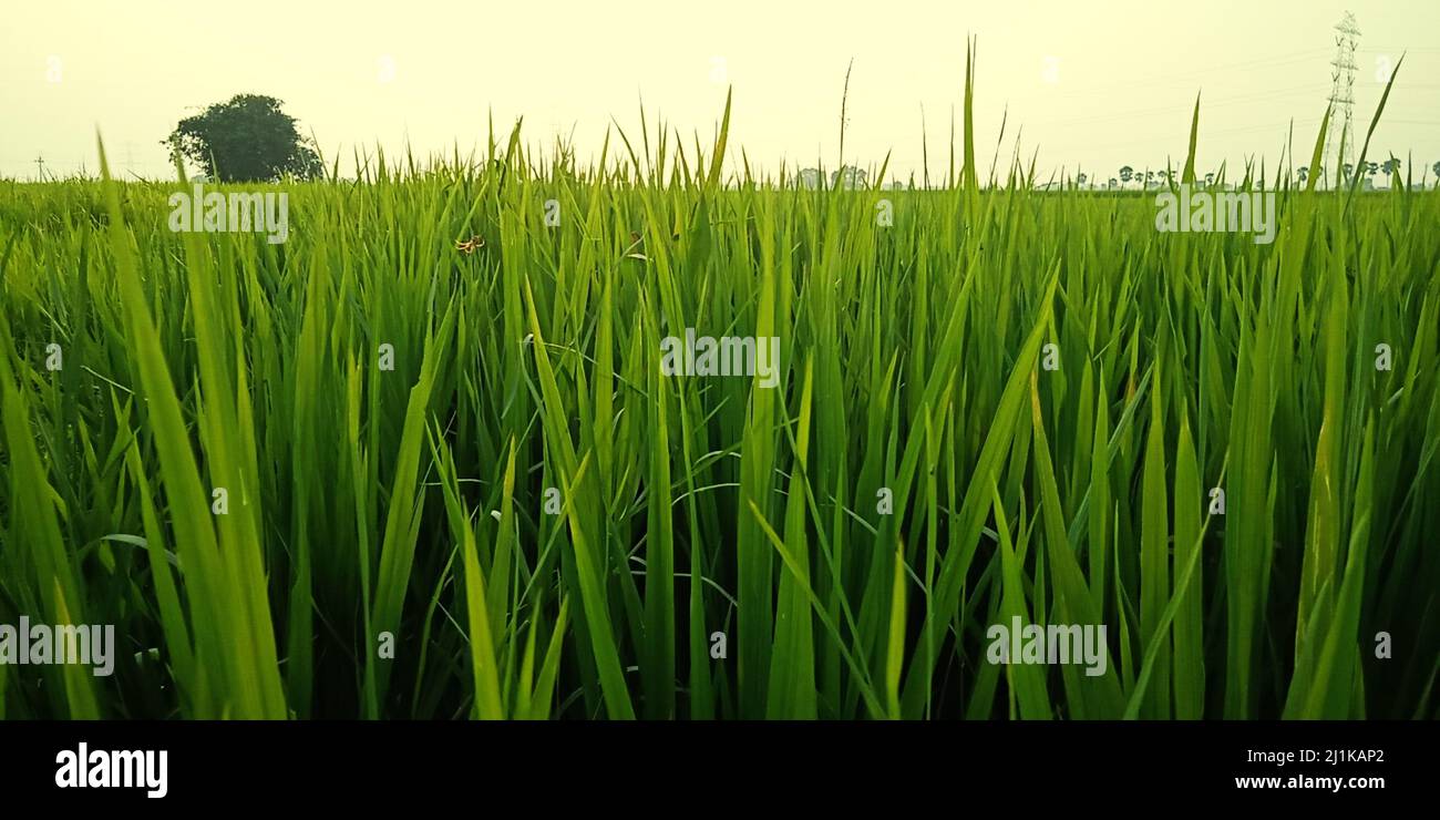 CULTIVATION OF RICE - PADDY Stock Photo - Alamy