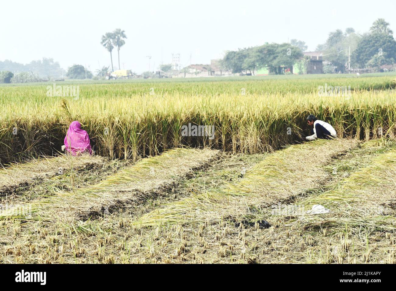 CULTIVATION OF RICE - PADDY Stock Photo - Alamy