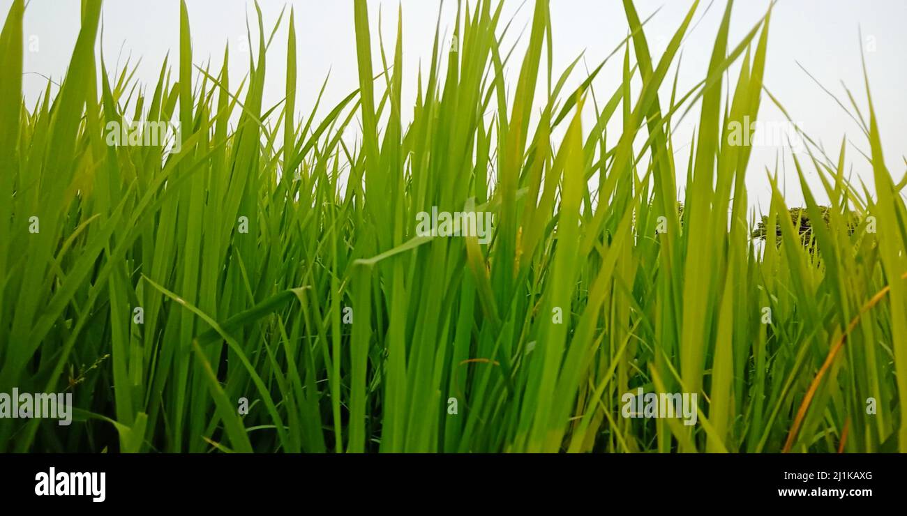 CULTIVATION OF RICE - PADDY Stock Photo - Alamy