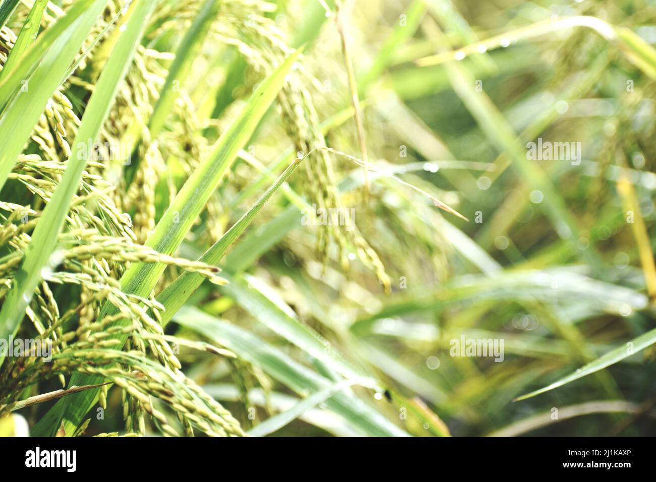 CULTIVATION OF RICE - PADDY Stock Photo - Alamy