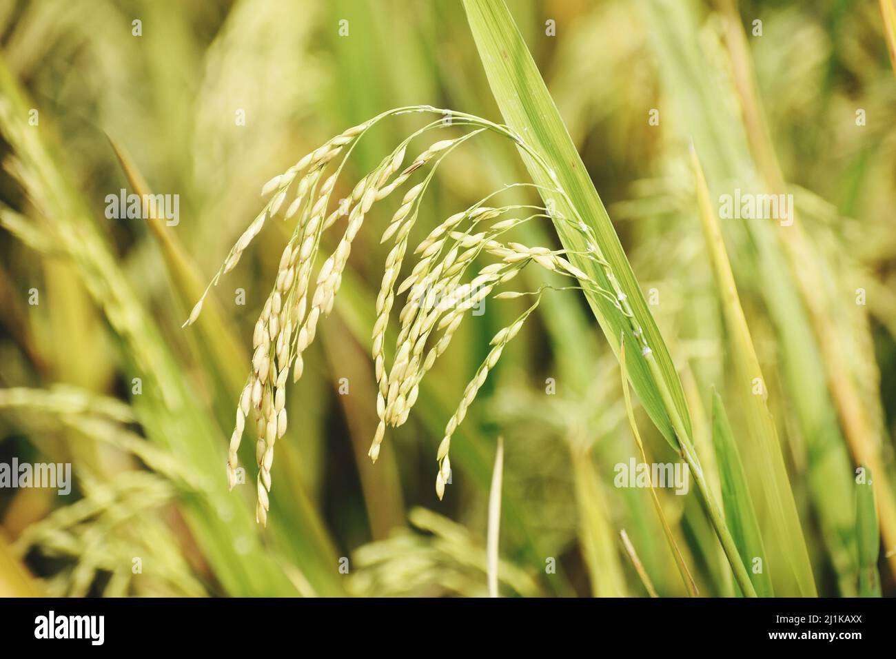 Cultivation crop green paddy hi-res stock photography and images - Alamy
