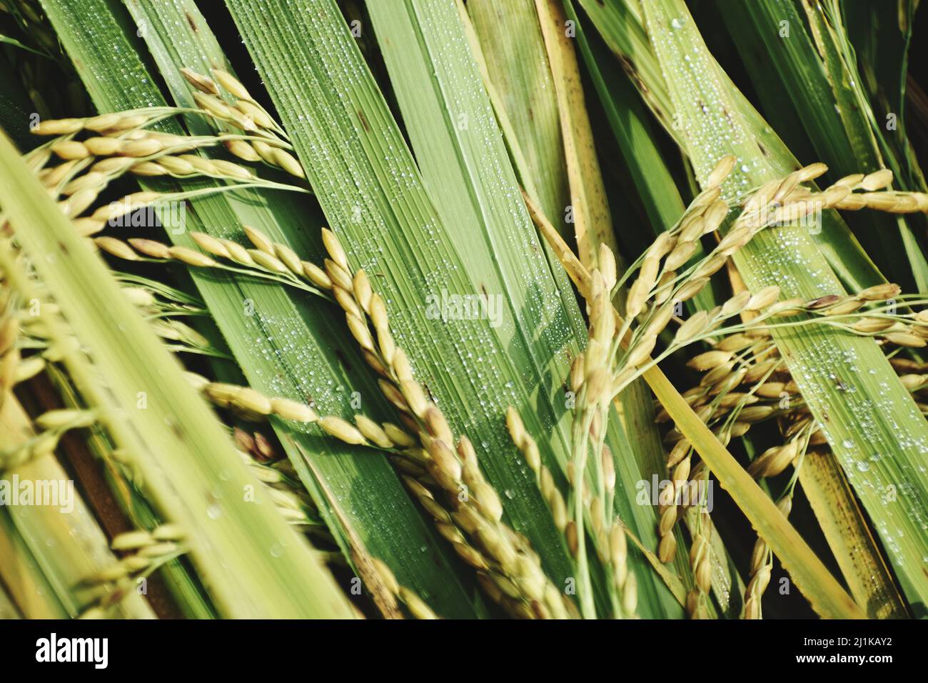 CULTIVATION OF RICE - PADDY Stock Photo - Alamy