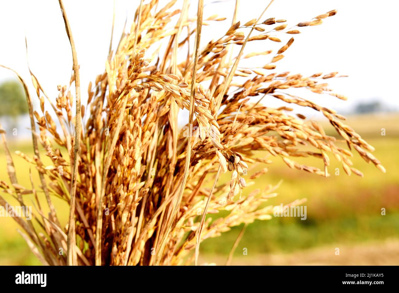 CULTIVATION OF RICE - PADDY Stock Photo - Alamy