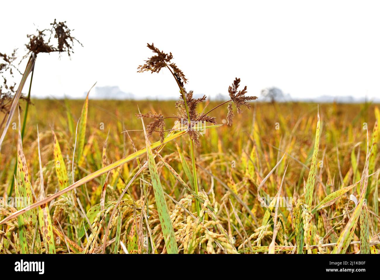 CULTIVATION OF RICE - PADDY Stock Photo - Alamy