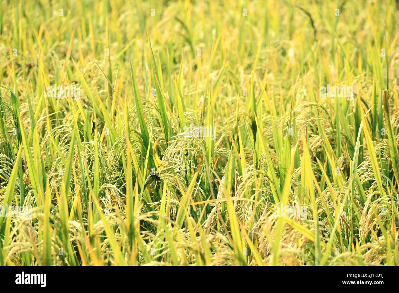 CULTIVATION OF RICE - PADDY Stock Photo - Alamy