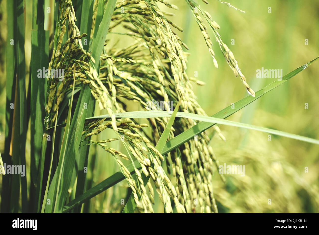 CULTIVATION OF RICE - PADDY Stock Photo - Alamy