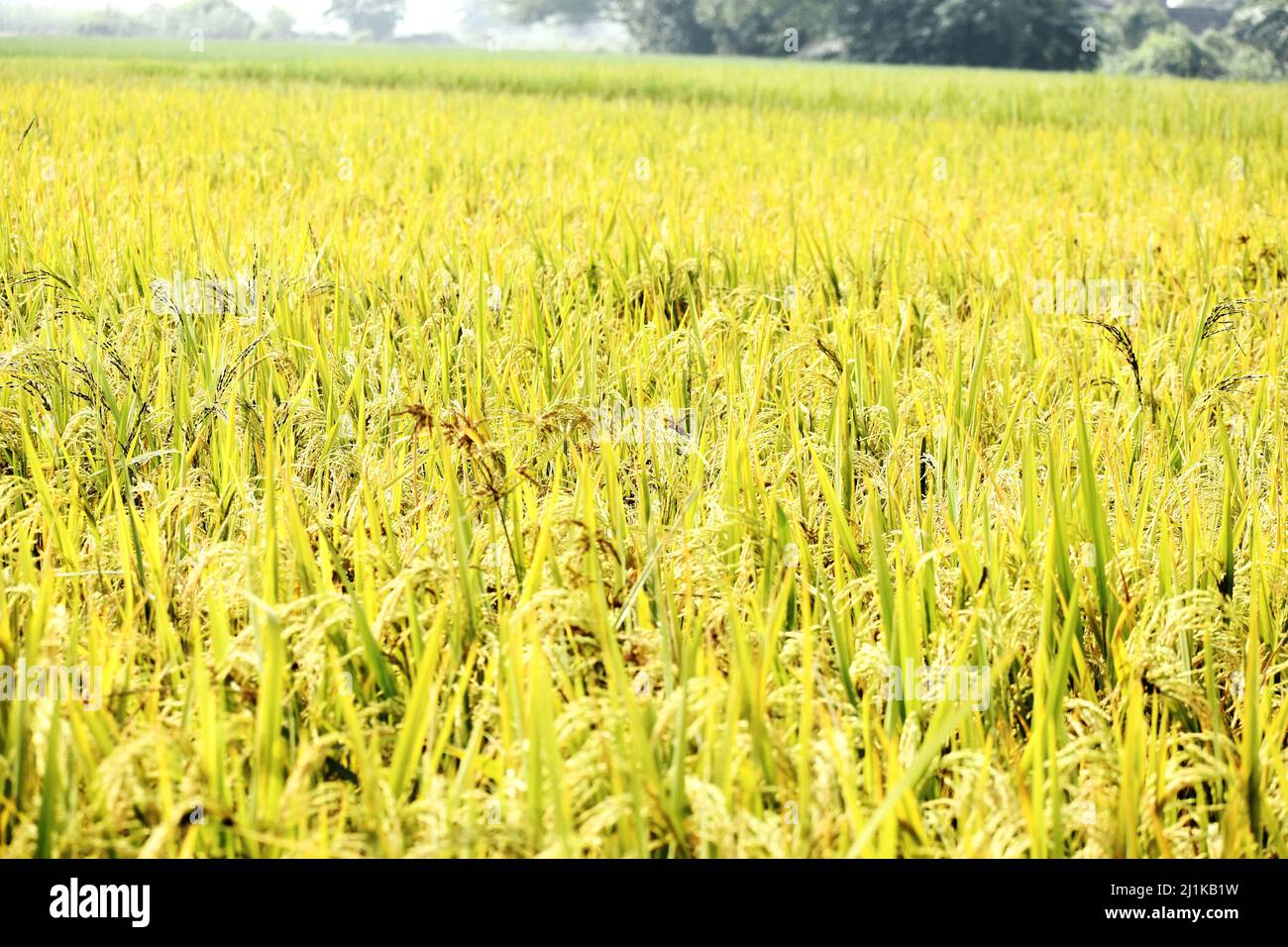 CULTIVATION OF RICE - PADDY Stock Photo - Alamy