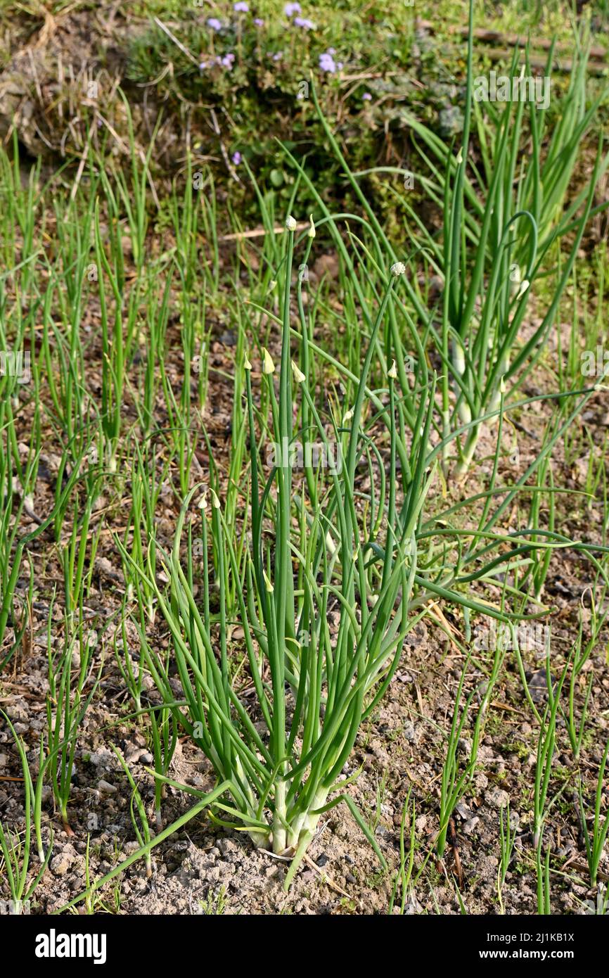 closeup the bunch ripe green onion plants with seeds growing in the ...