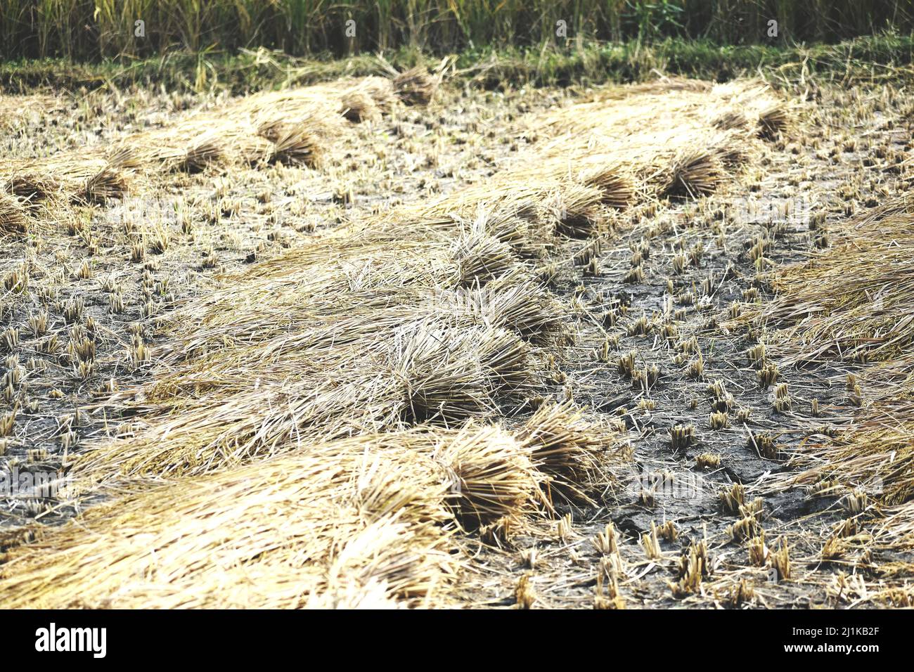 CULTIVATION OF RICE - PADDY Stock Photo - Alamy