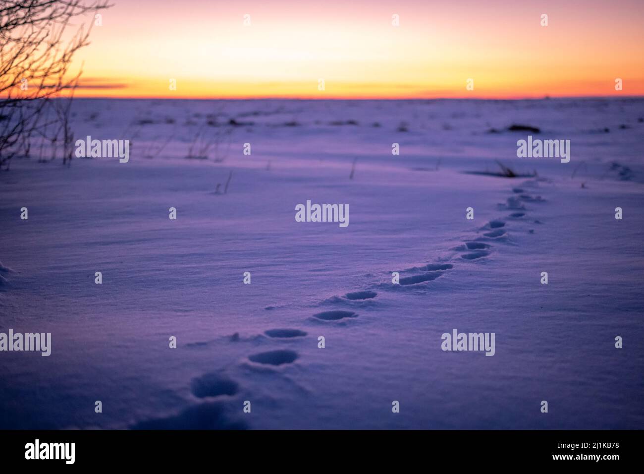 Animal footprints in the snow, sunset landscape background photo Stock ...
