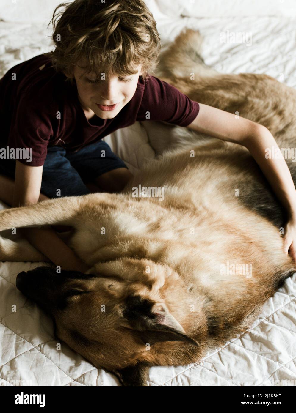 boy hugs his German Shepherd on a bed Stock Photo - Alamy