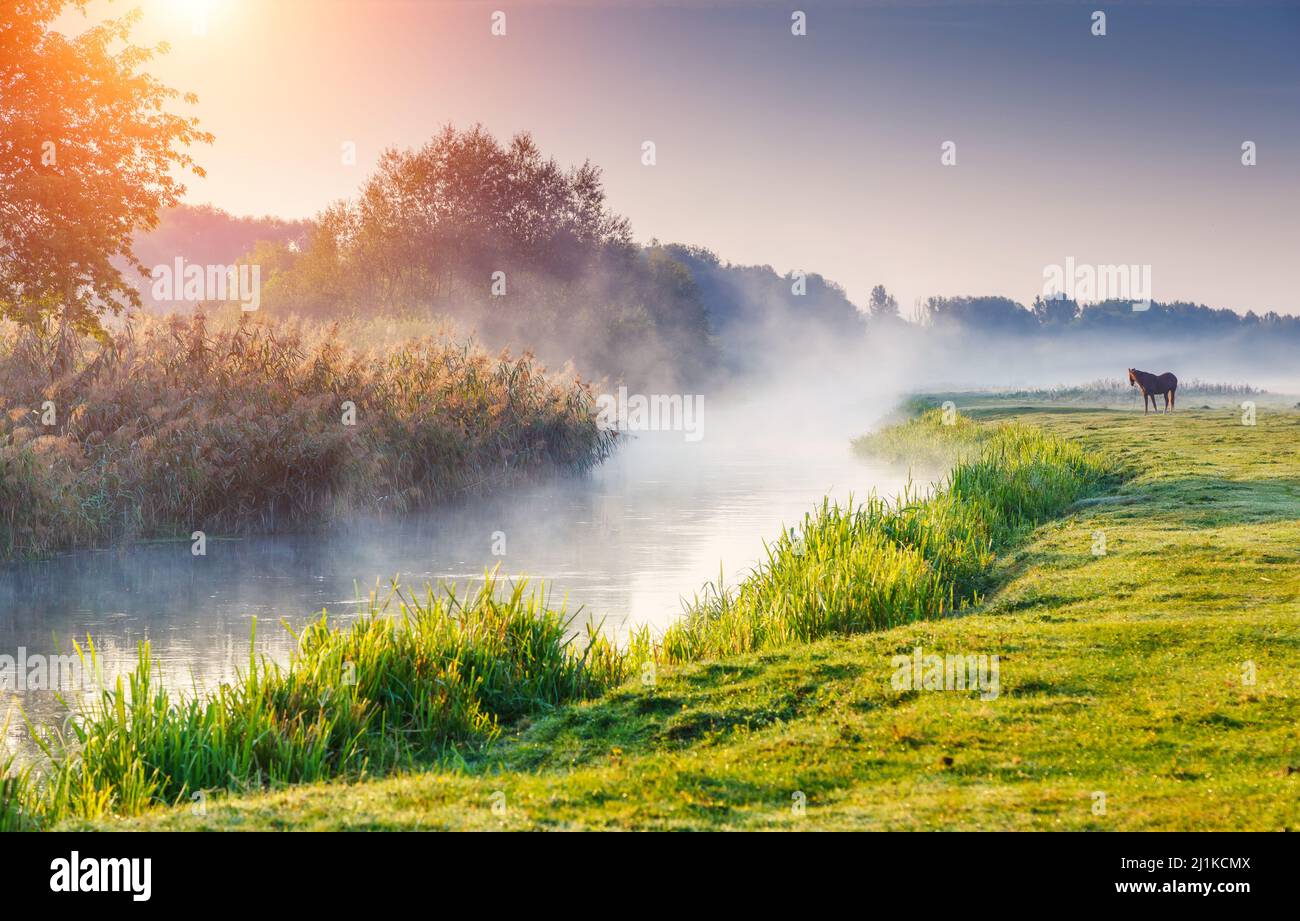 Fantastic foggy river with fresh green grass in the sunny beams ...