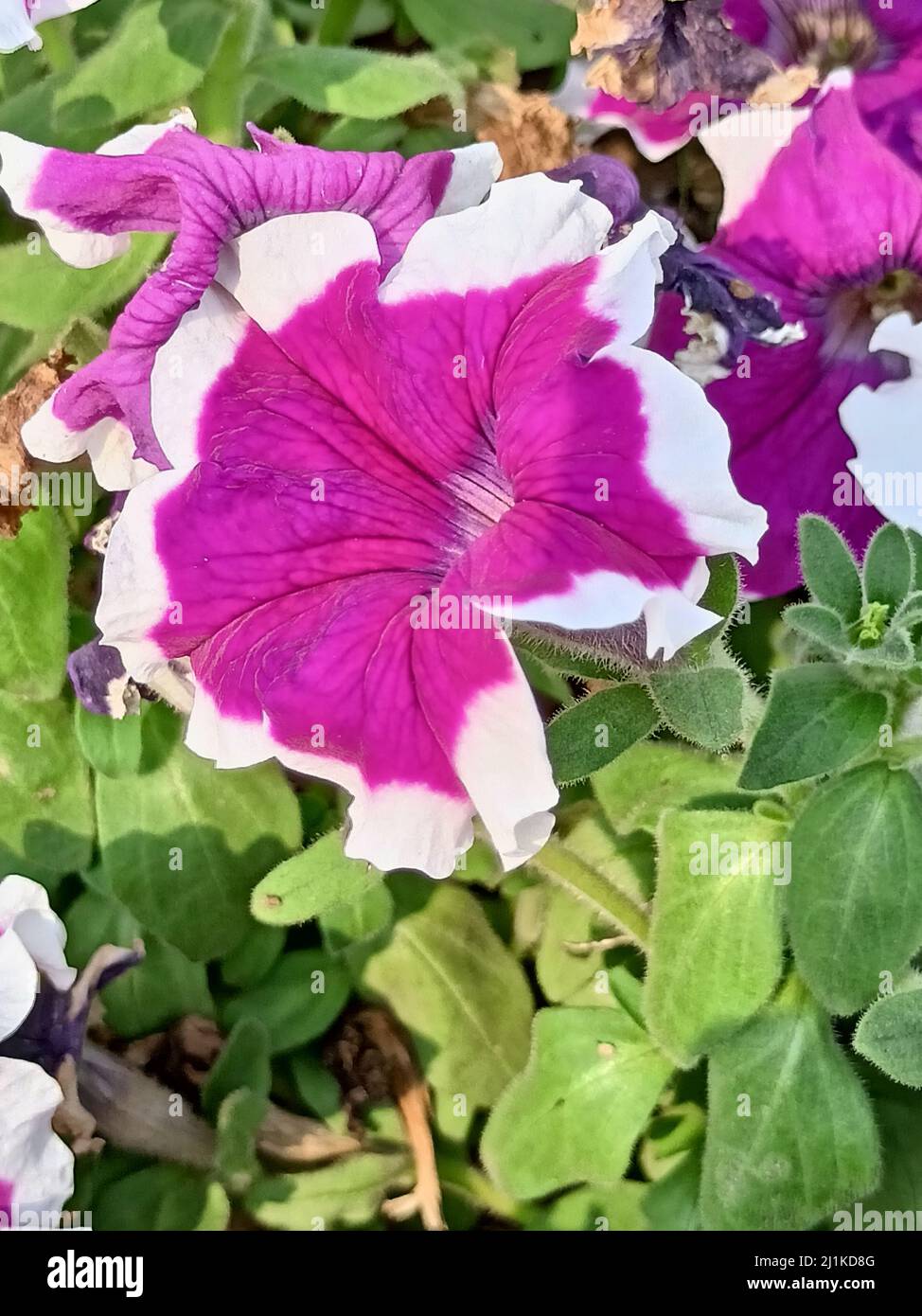 petunia hydride cascadia rim magenta flower with tree Stock Photo - Alamy