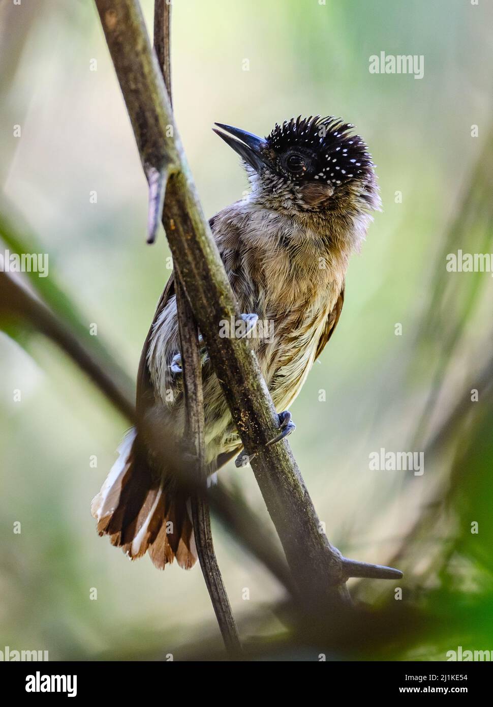 Picumnus granadensis hi-res stock photography and images - Alamy