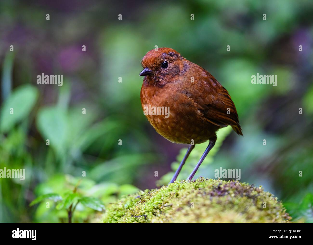 Chami antpitta hi-res stock photography and images - Alamy