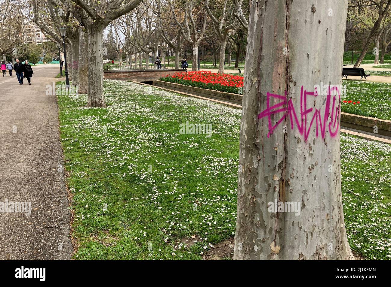 Graffiti on tree hi-res stock photography and images - Alamy