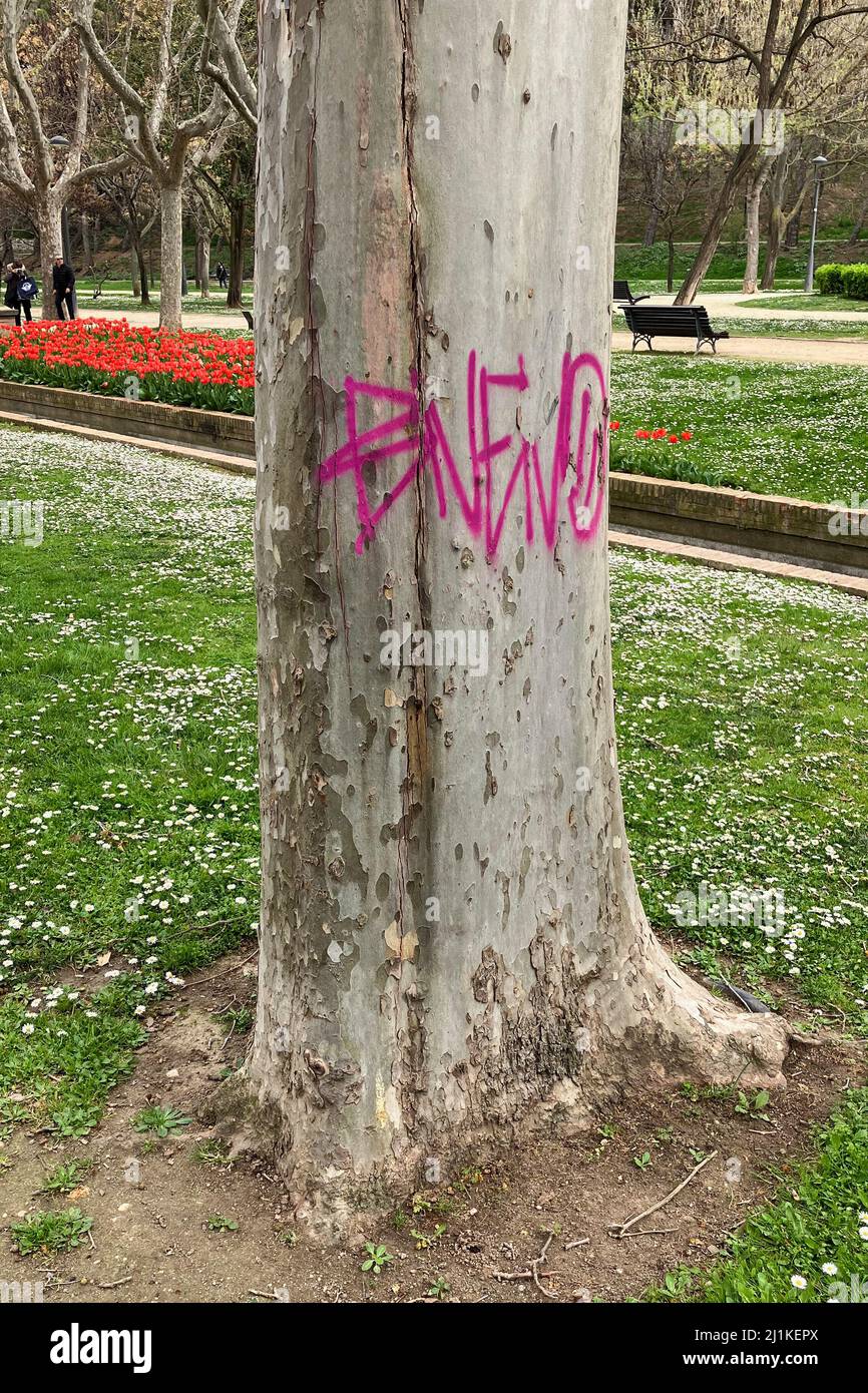 Graffiti on tree hi-res stock photography and images - Alamy