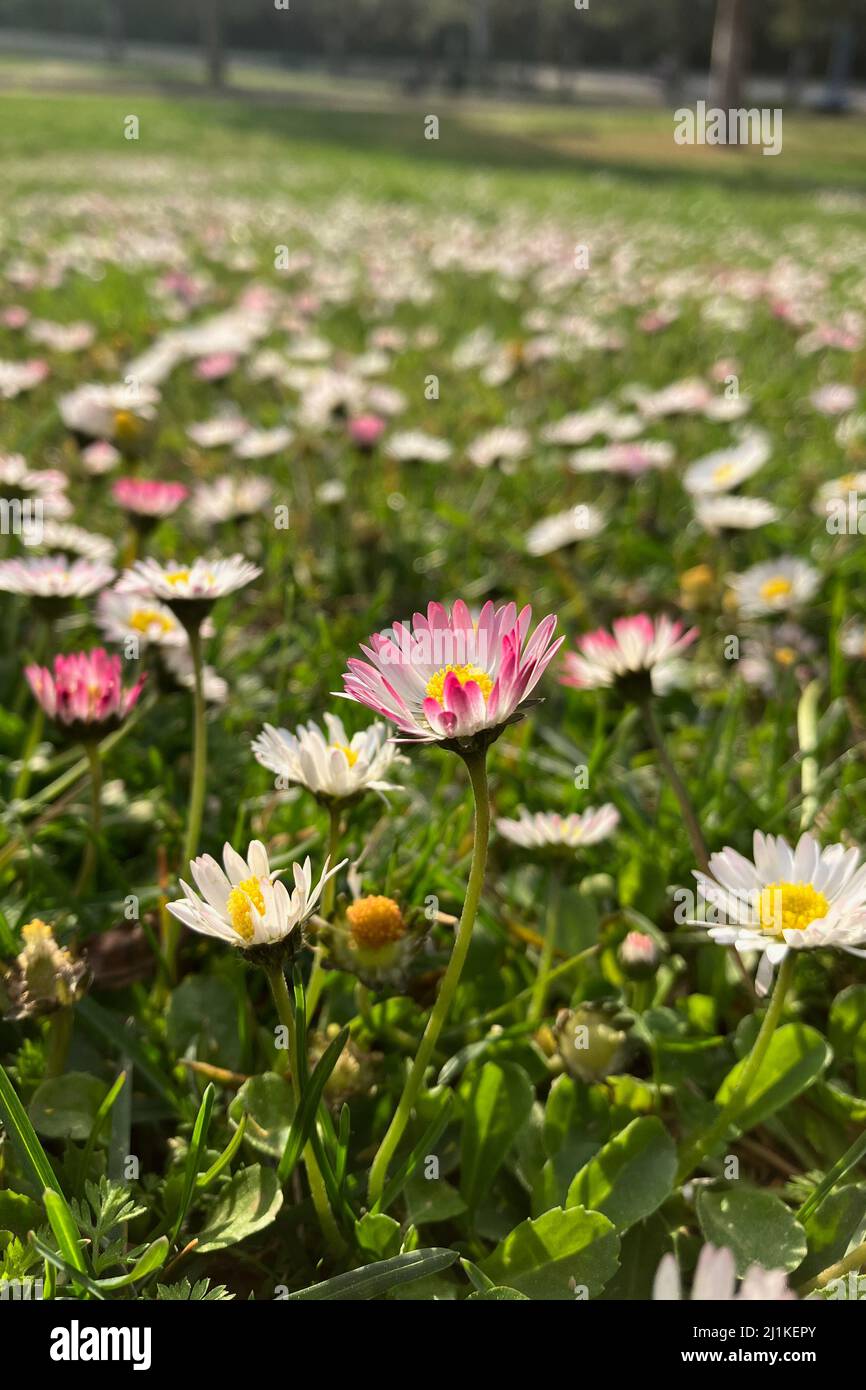 Spring flowers spain hi-res stock photography and images - Alamy