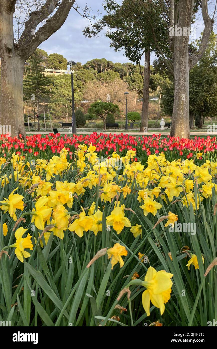 Spring flowers spain hi-res stock photography and images - Alamy