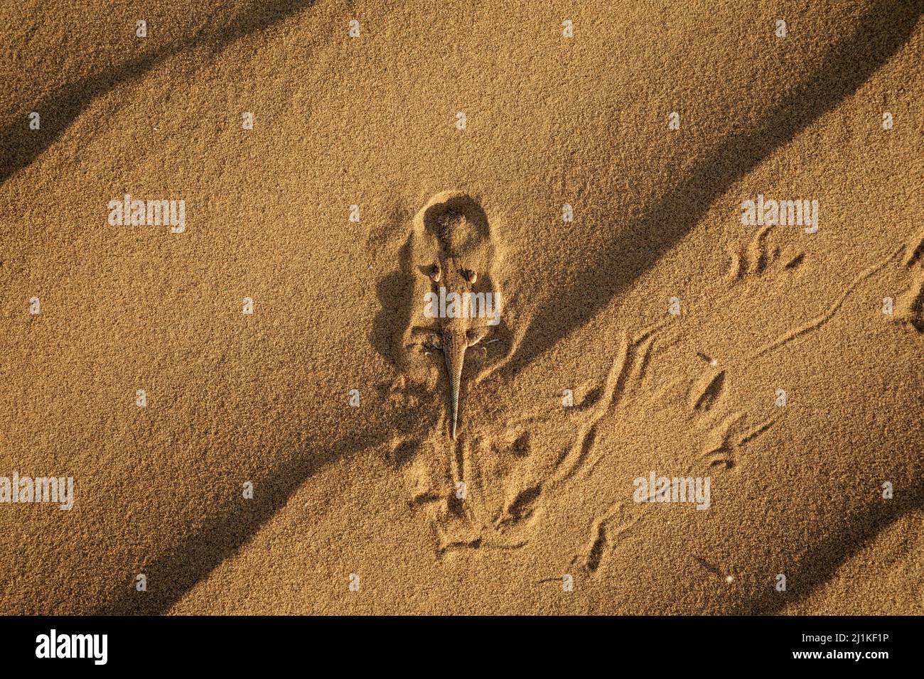 Desert sand camouflage hi-res stock photography and images - Alamy