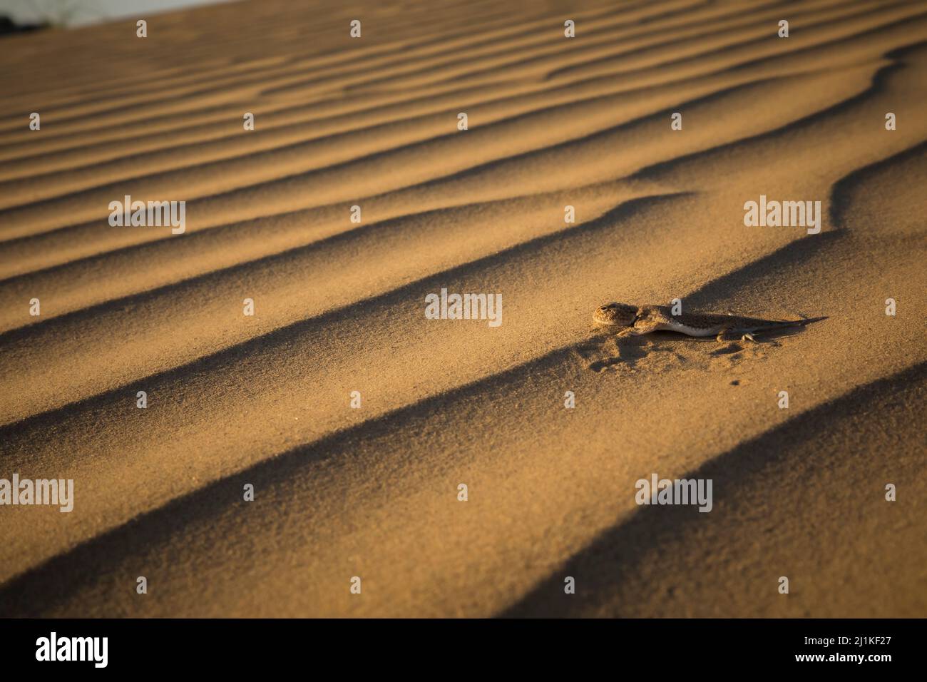 Toad-headed Agama, top body shot, Phrynocephalus mystaceus, Desert ...
