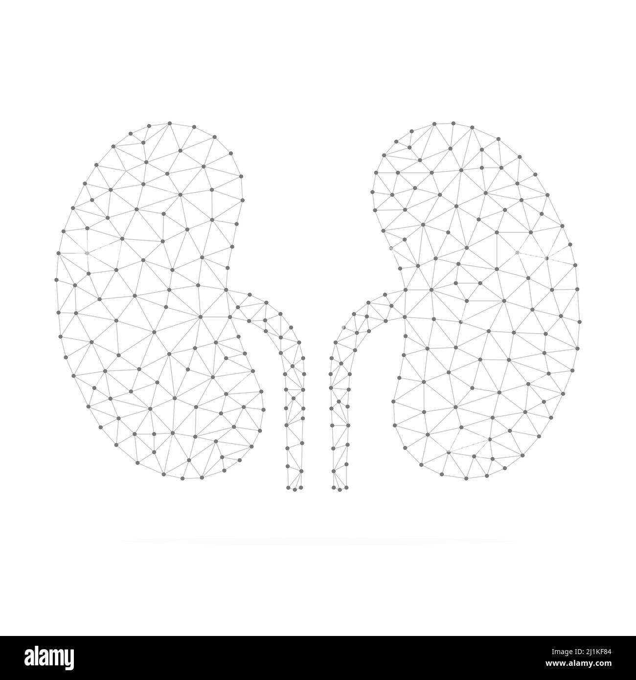 Human kidneys with low poly black connected dots. Internal organ with ...