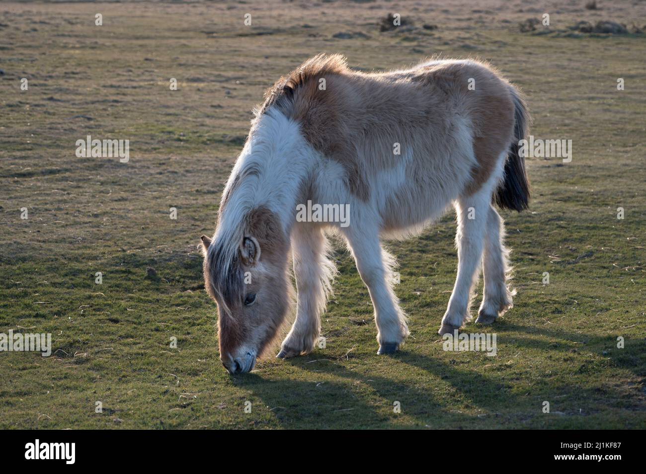 Magnificent Dartmoor pony living in the wild Stock Photo - Alamy