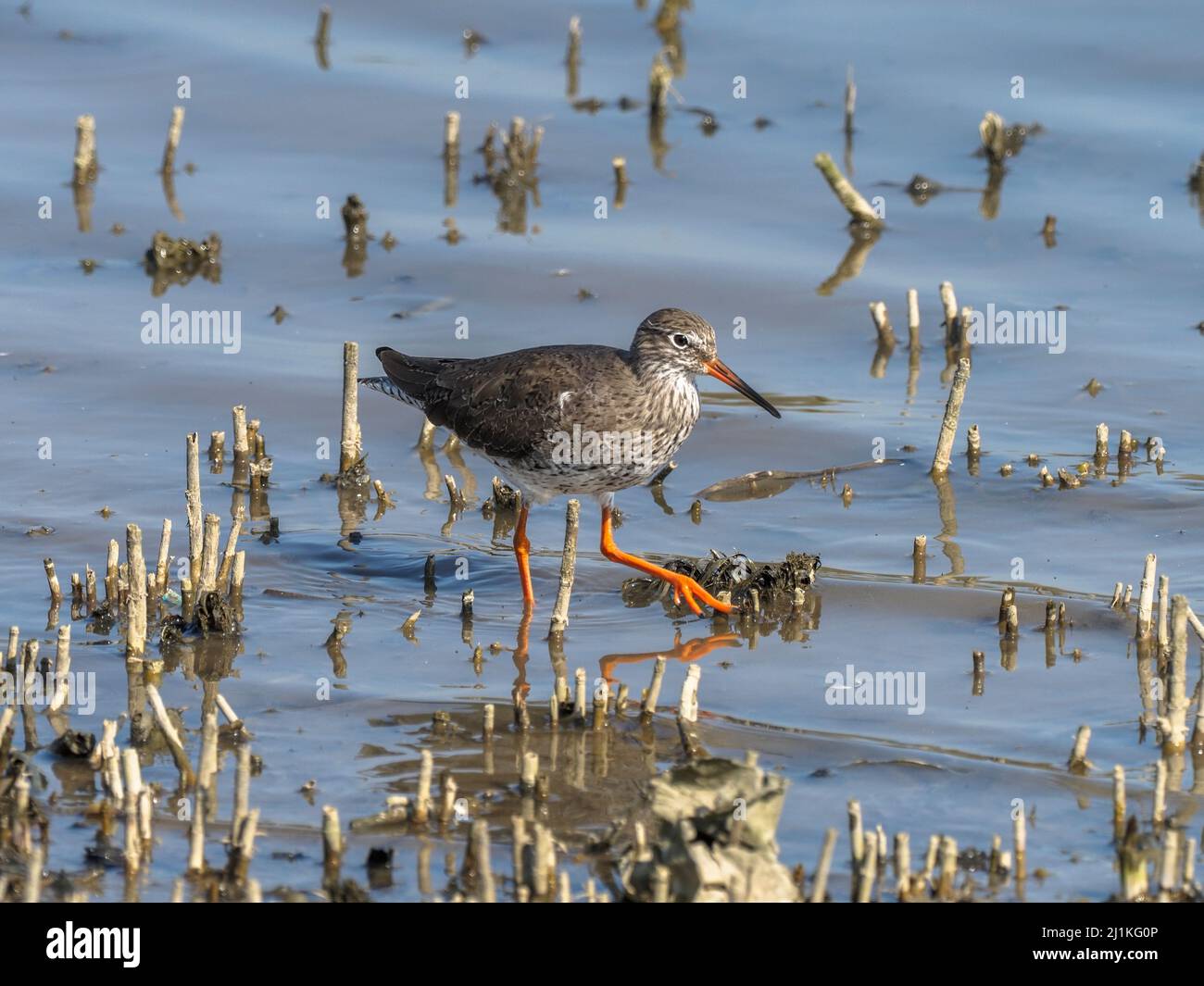 Redshank feeding along the banks of the River Teifi, Cardigan, Wales ...