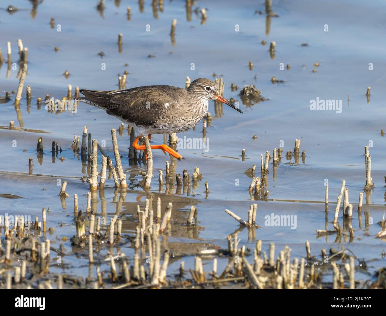 Redshank feeding along the banks of the River Teifi, Cardigan, Wales ...