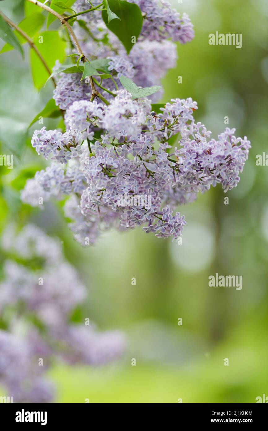 Lilac shrubs flowering in spring time. Purple lilac flowers spring ...