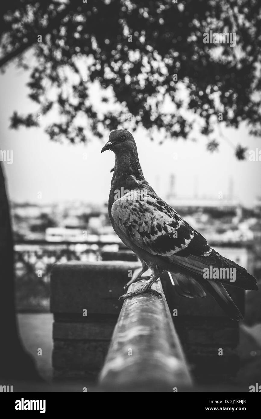 On railings Black and White Stock Photos & Images - Alamy