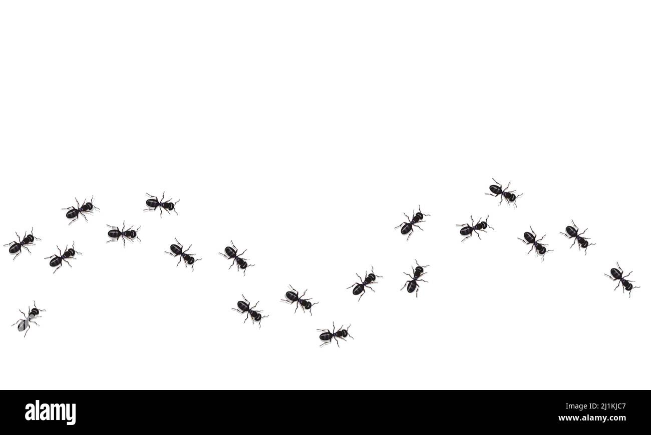 Wave of ants Stock Vector Images - Alamy