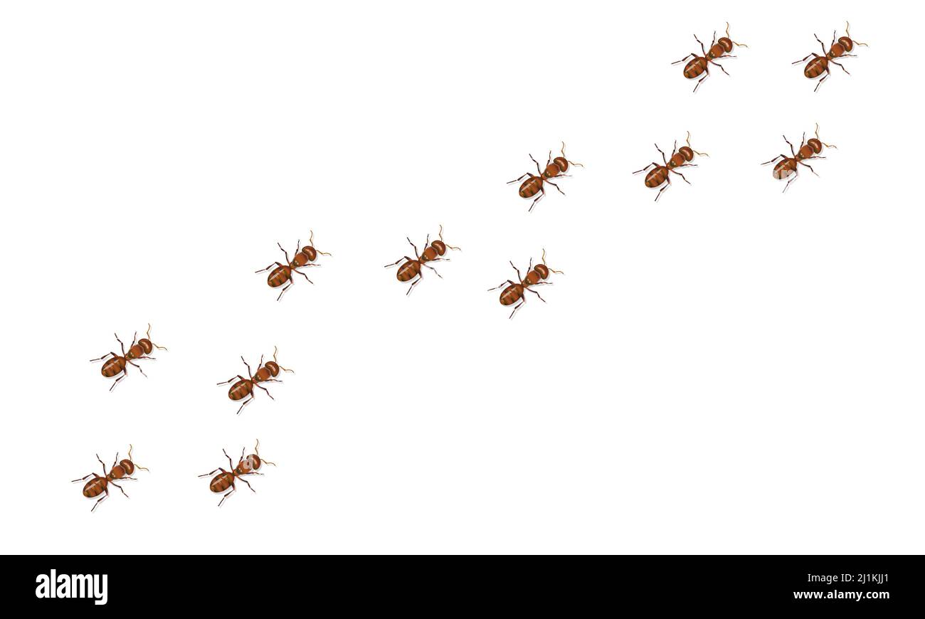 Red ants trail moving diagonally isolated on white background. Realistic vector illustration ...