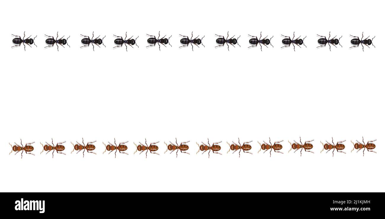 Red and black ants trails walking in a straight line. Realistic vector ...