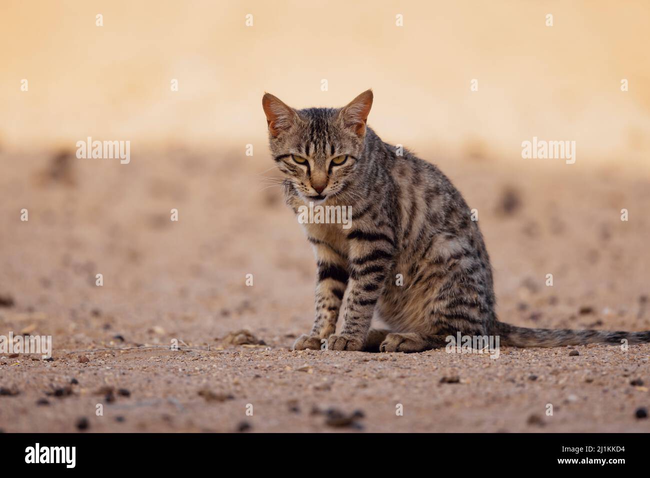 Asiatic Wildcat, full body, Desert National Park, Jaisalmer, Rajasthan ...