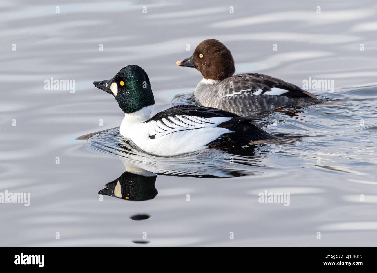 Goldeneye ducks winter hi-res stock photography and images - Alamy