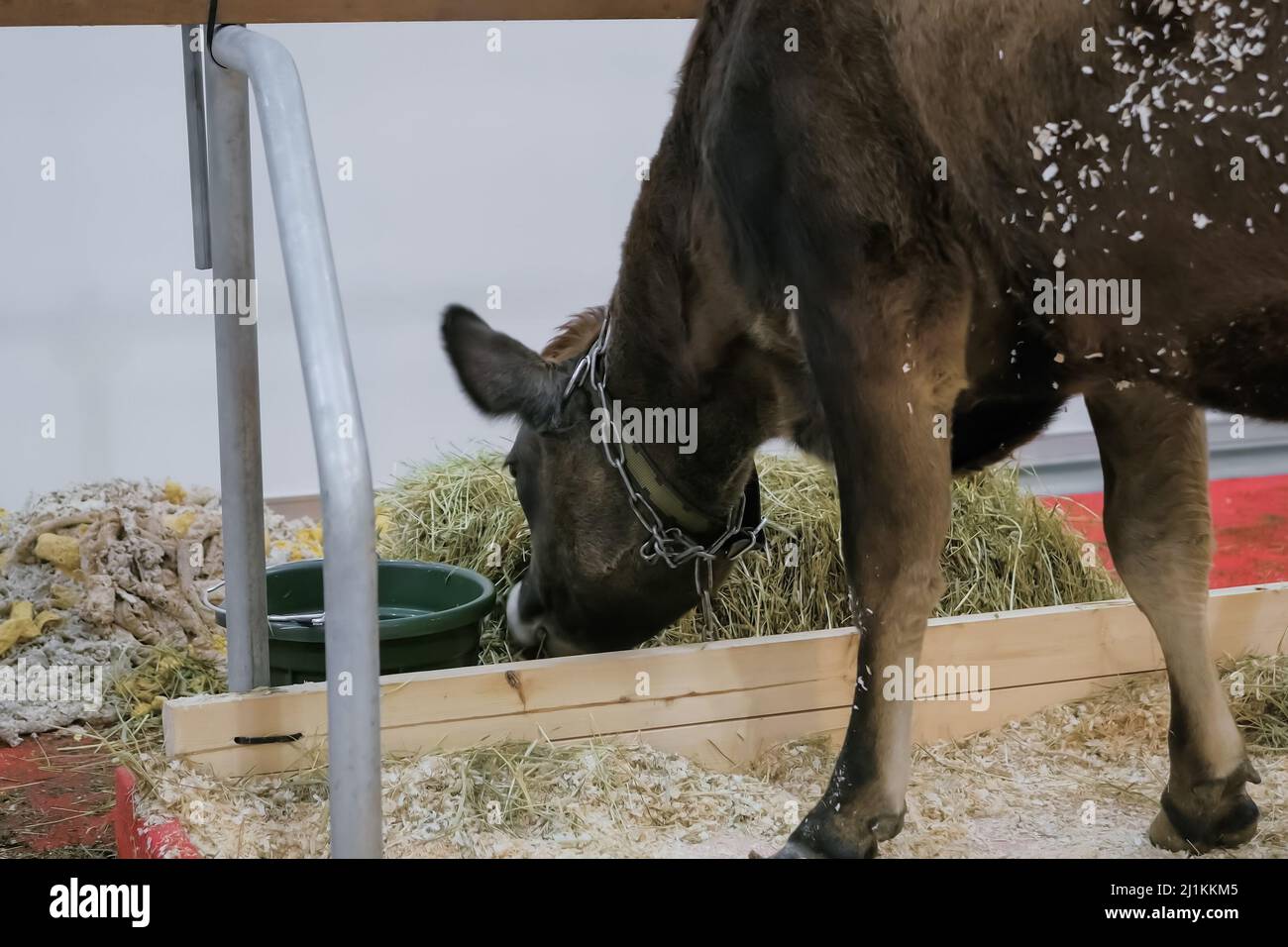 Portrait of brown cow eating hay at animal farming exhibition Stock ...