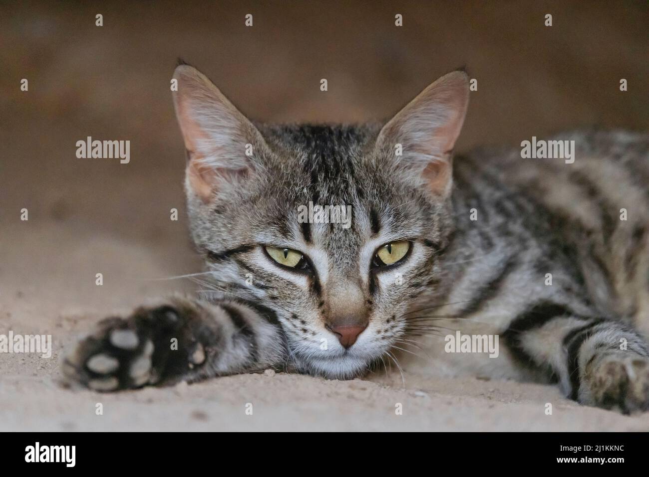 Asiatic Wildcat, full body, Desert National Park, Jaisalmer, Rajasthan ...