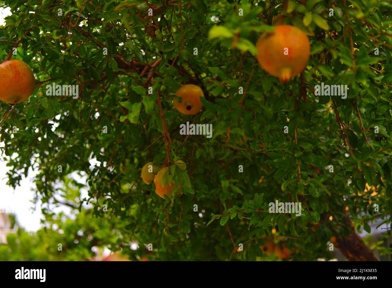 Beautiful pomegranate tree hi-res stock photography and images - Alamy