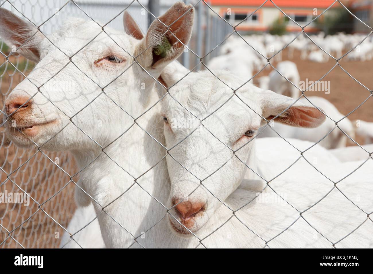 Goats in a goat shed. Domestic goats in the farm. Milk's farm ...