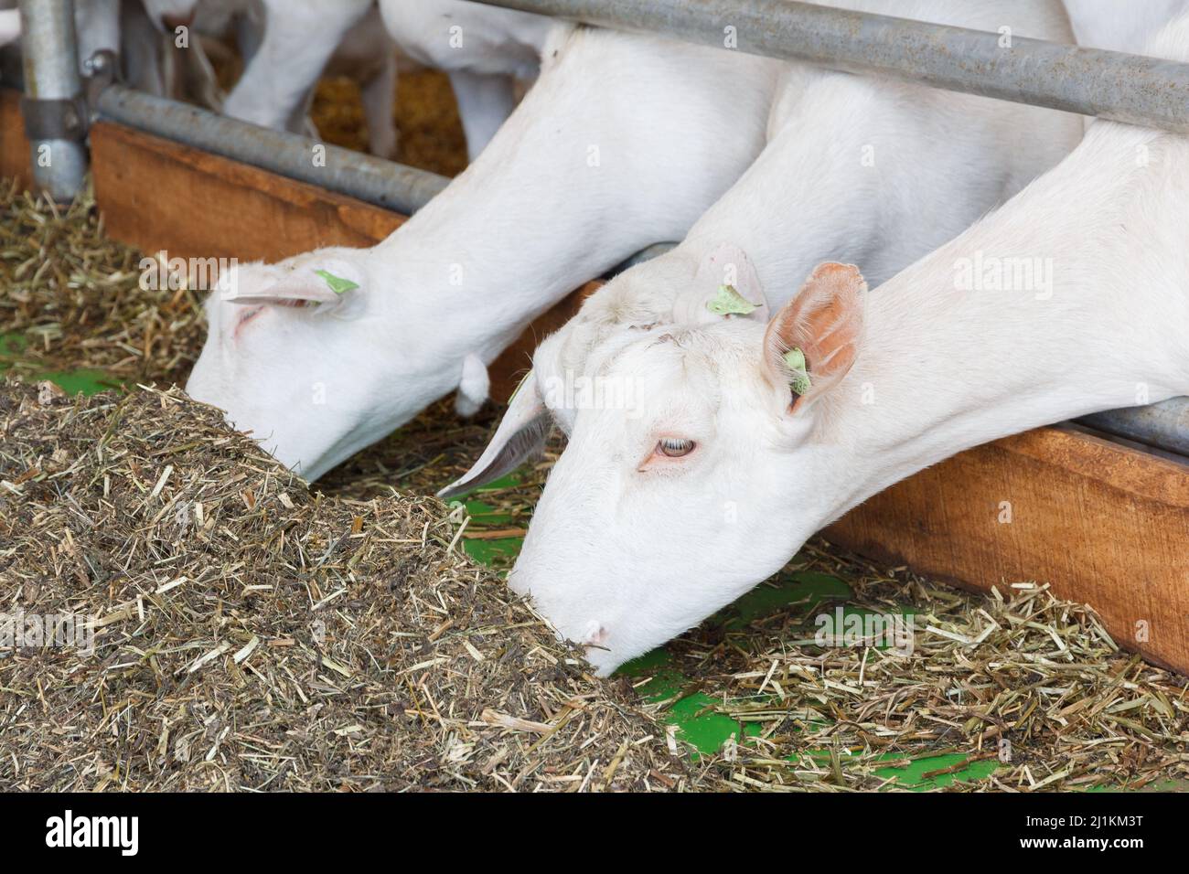 Goats in a goat shed. Domestic goats in the farm. Milk's farm ...