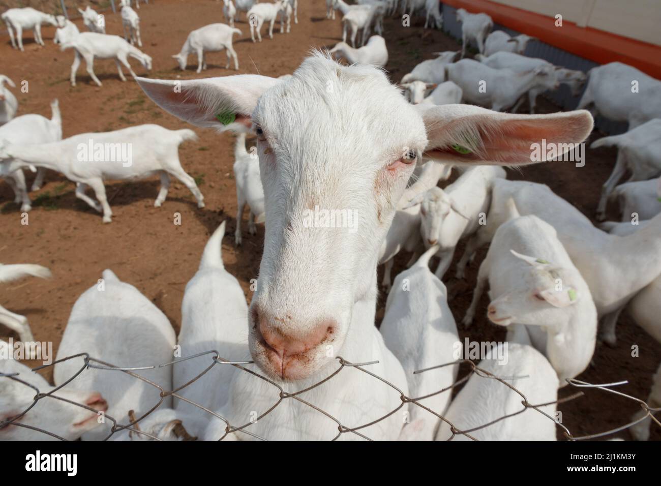 Goats in a goat shed. Domestic goats in the farm. Milk's farm ...