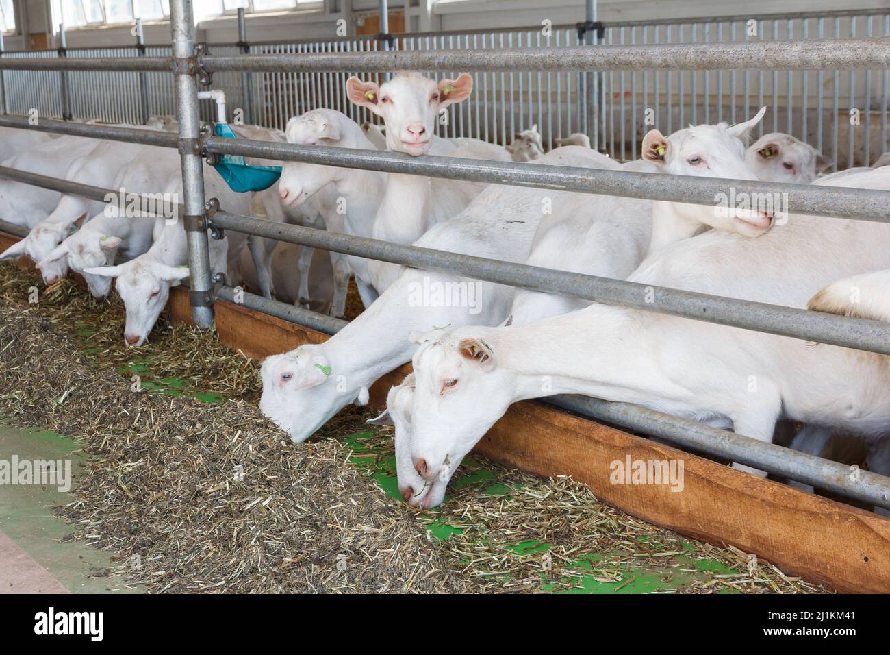Goats in a goat shed. Domestic goats in the farm. Milk's farm ...