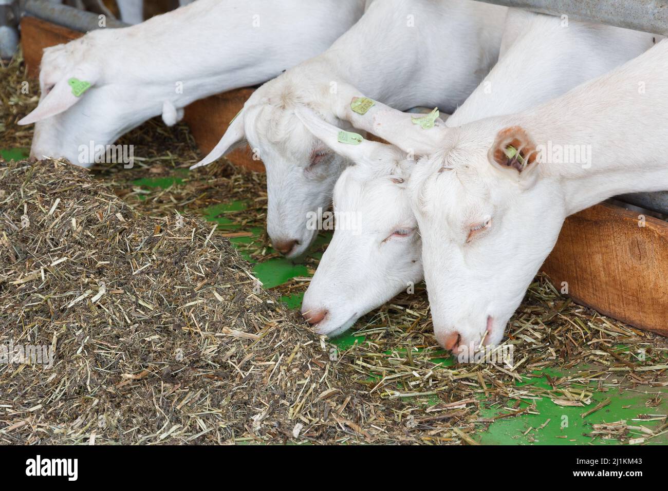 Goats in a goat shed. Domestic goats in the farm. Milk's farm ...