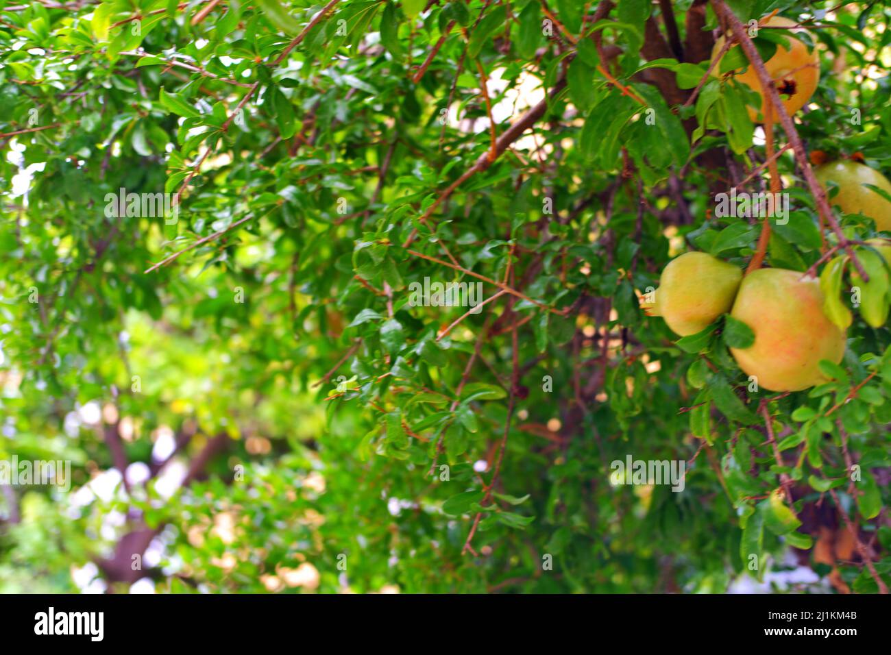 Beautiful pomegranate tree hi-res stock photography and images - Alamy