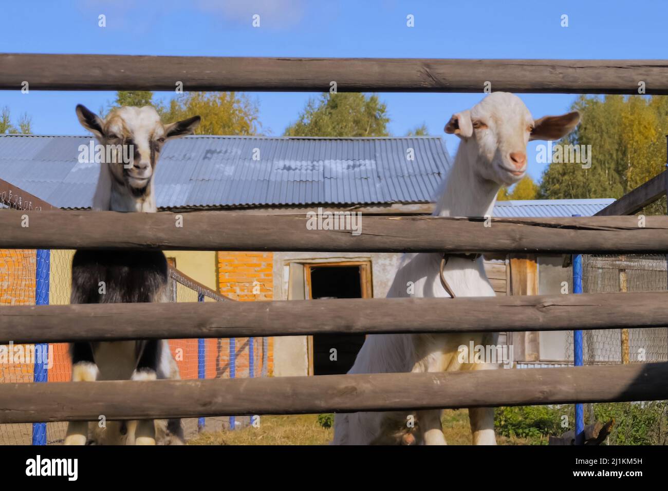 Portrait of two cute goatlings behind fence at farm - front view Stock ...