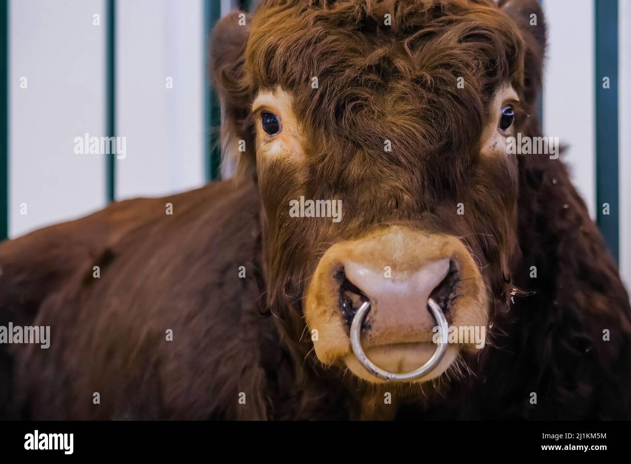 Large brown bull looking at camera at agricultural animal exhibition ...