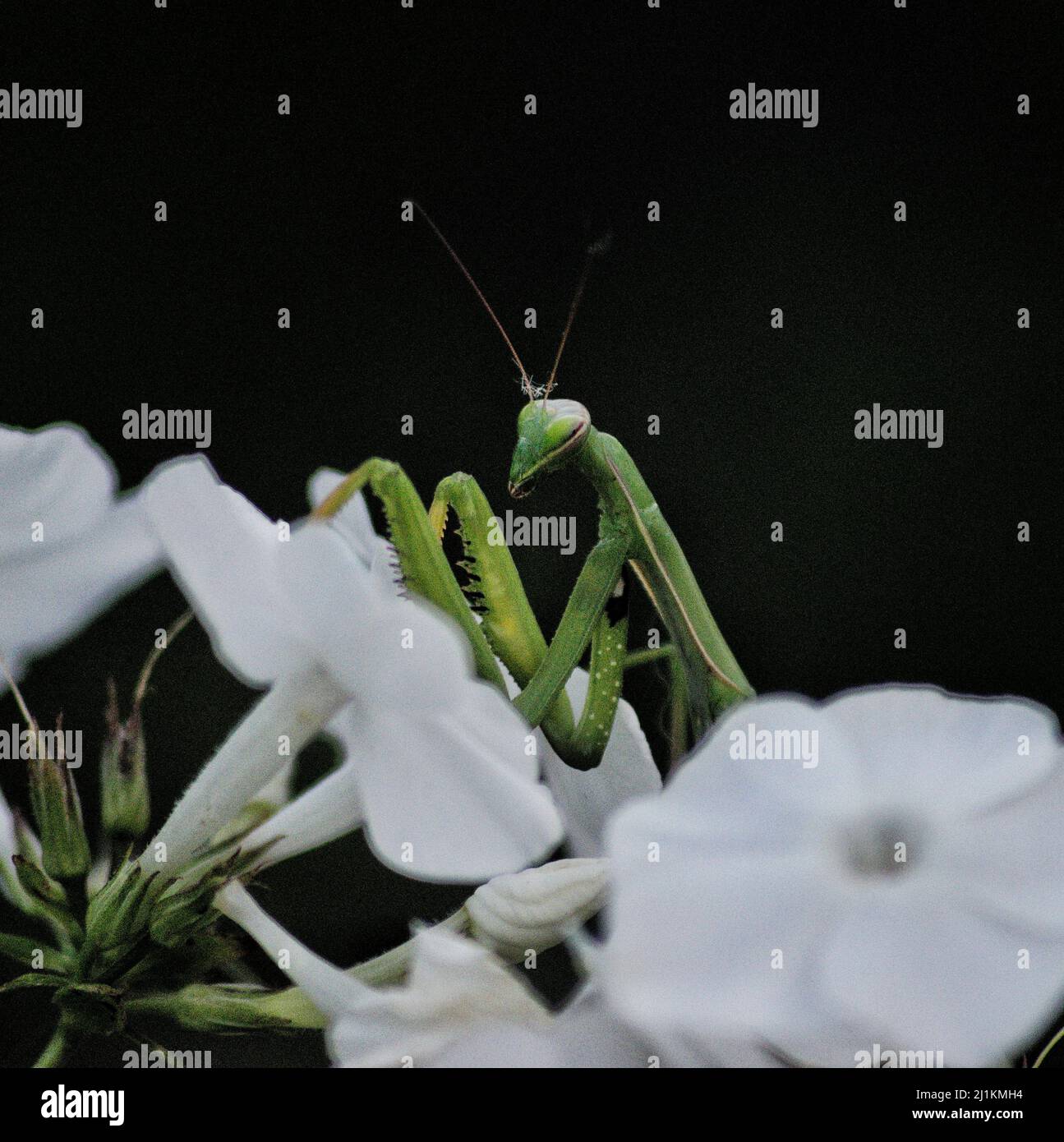 A vertical closeup shot of a Praying Mantis sitting on white flowers on ...