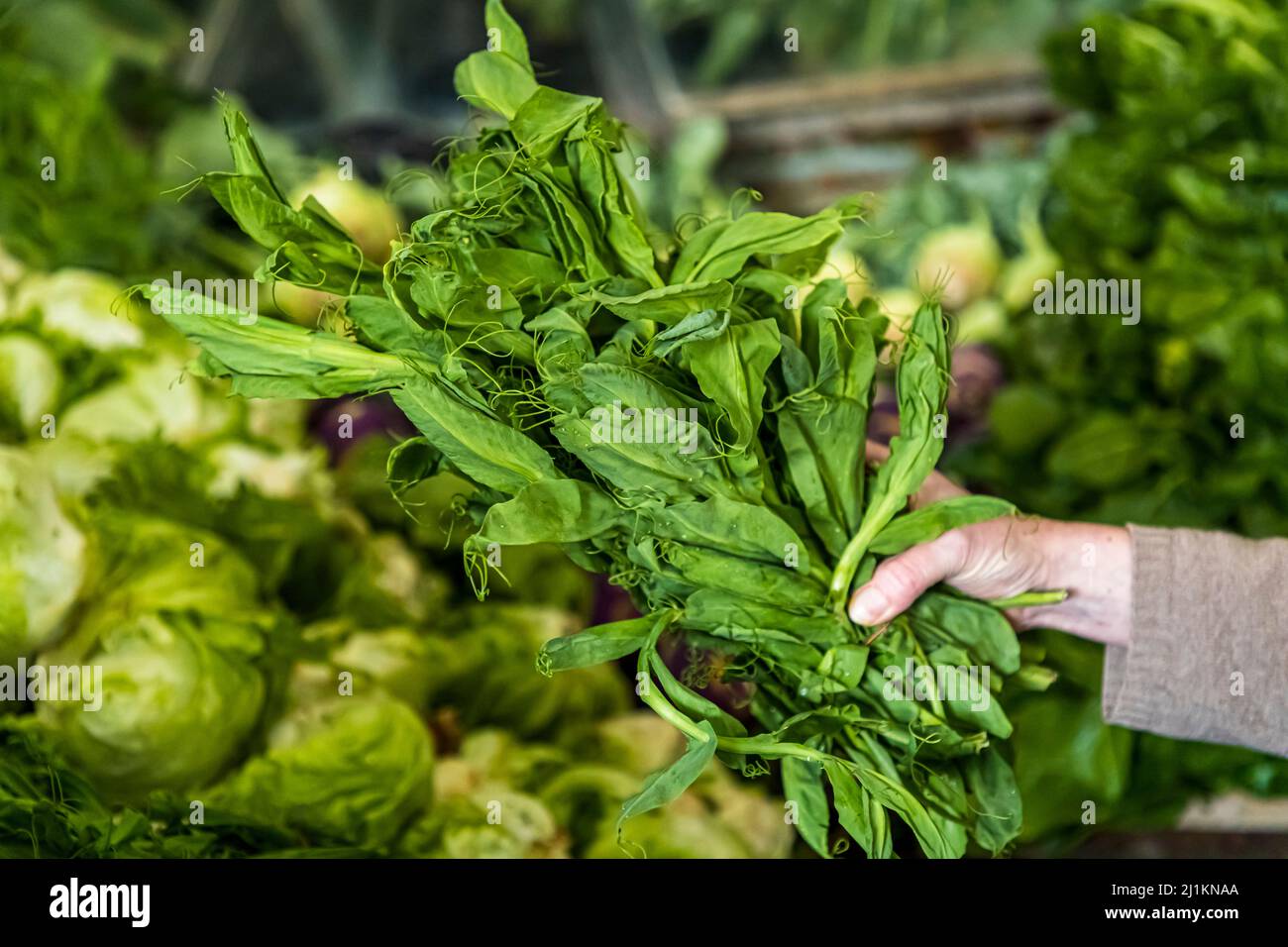 Vegetable market in Çatalköy, Turkish Republic of Northern Cyprus (TRNC ...